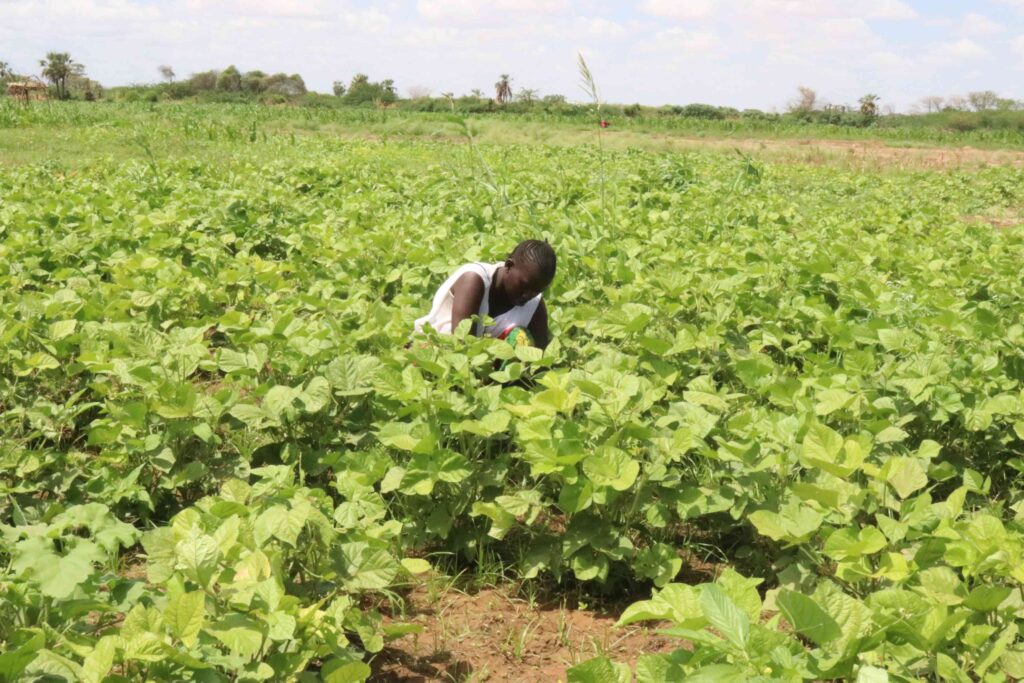 #WorldPulsesDay: How PanAfricare is Nourishing Dry Turkana through ...