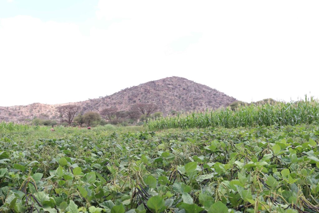 #WorldPulsesDay: How PanAfricare is Nourishing Dry Turkana through ...