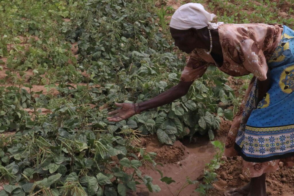 #WorldPulsesDay: How PanAfricare is Nourishing Dry Turkana through ...