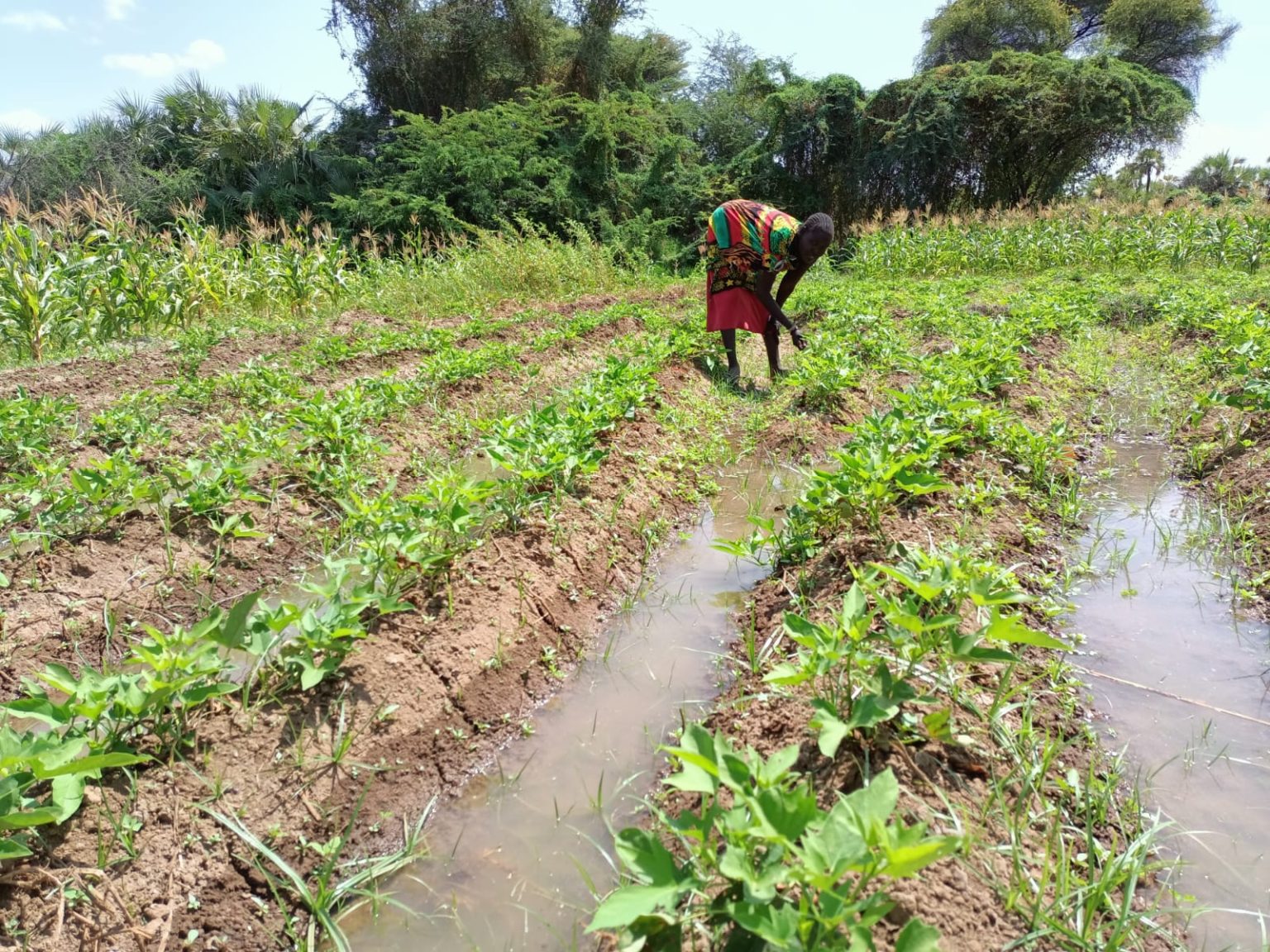 Meet Selina Akale making a living through farming » PanAfricare Kenya